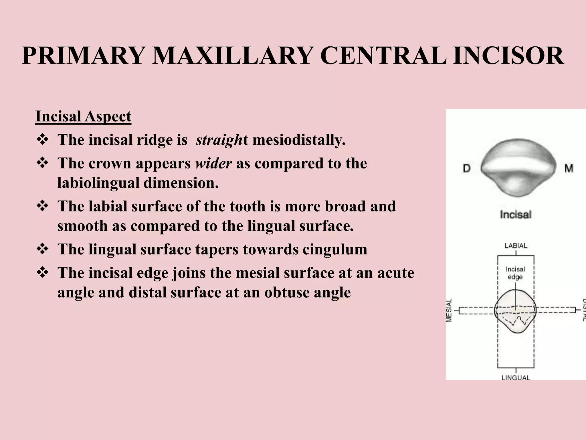 Permanent teeth Anatomy.pptx