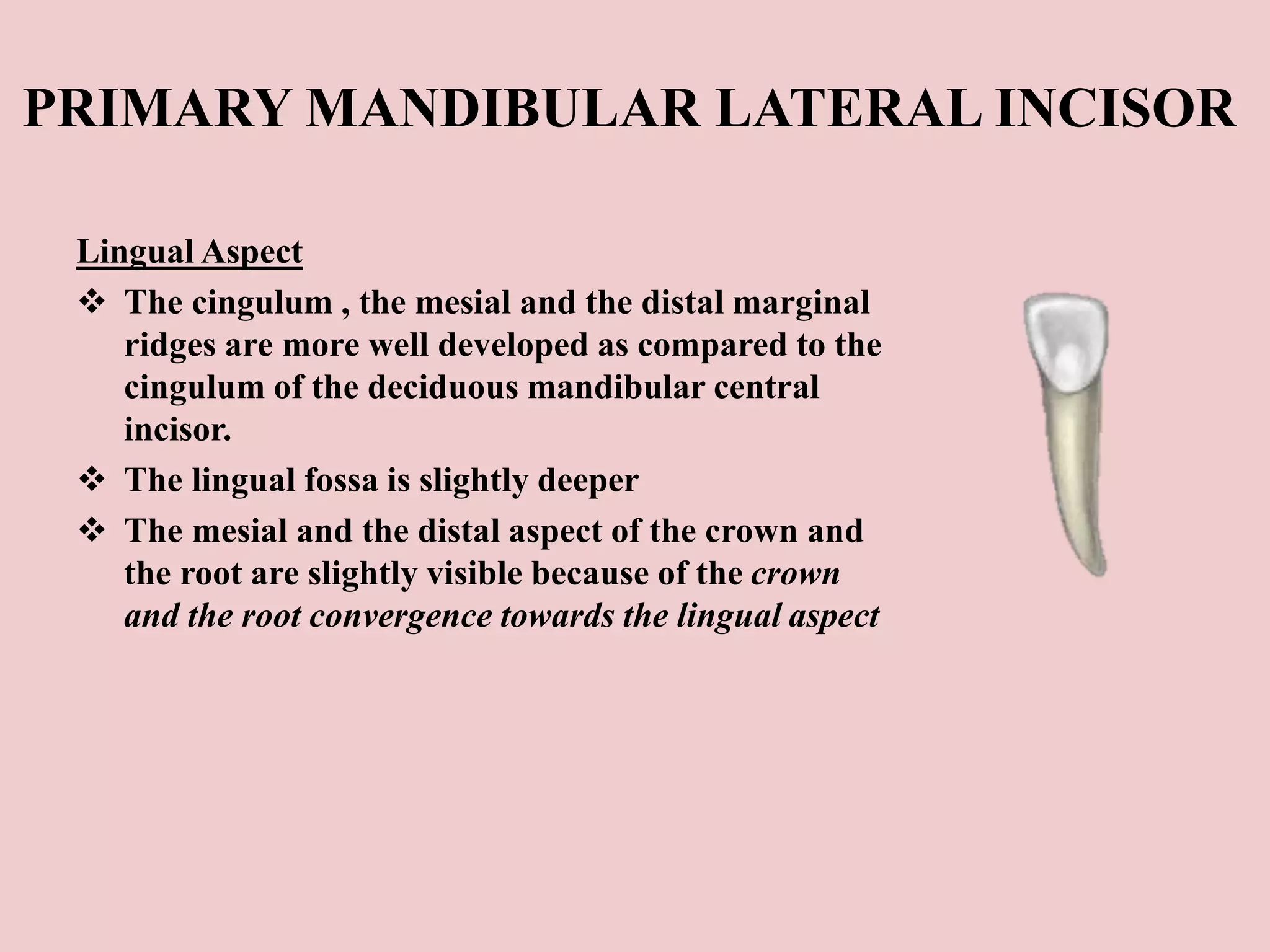 Permanent teeth Anatomy.pptx