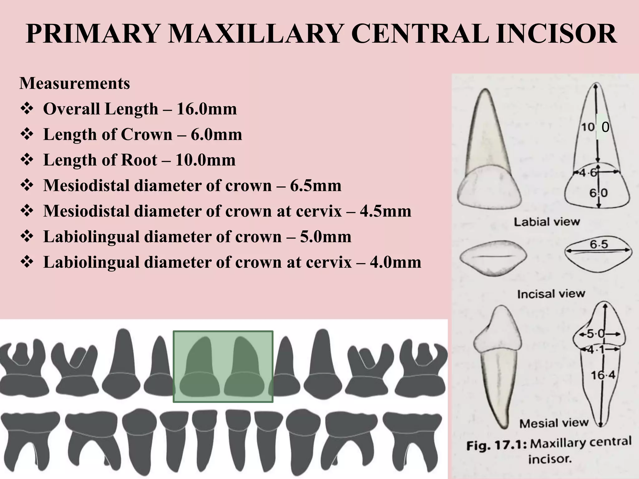 Permanent teeth Anatomy.pptx