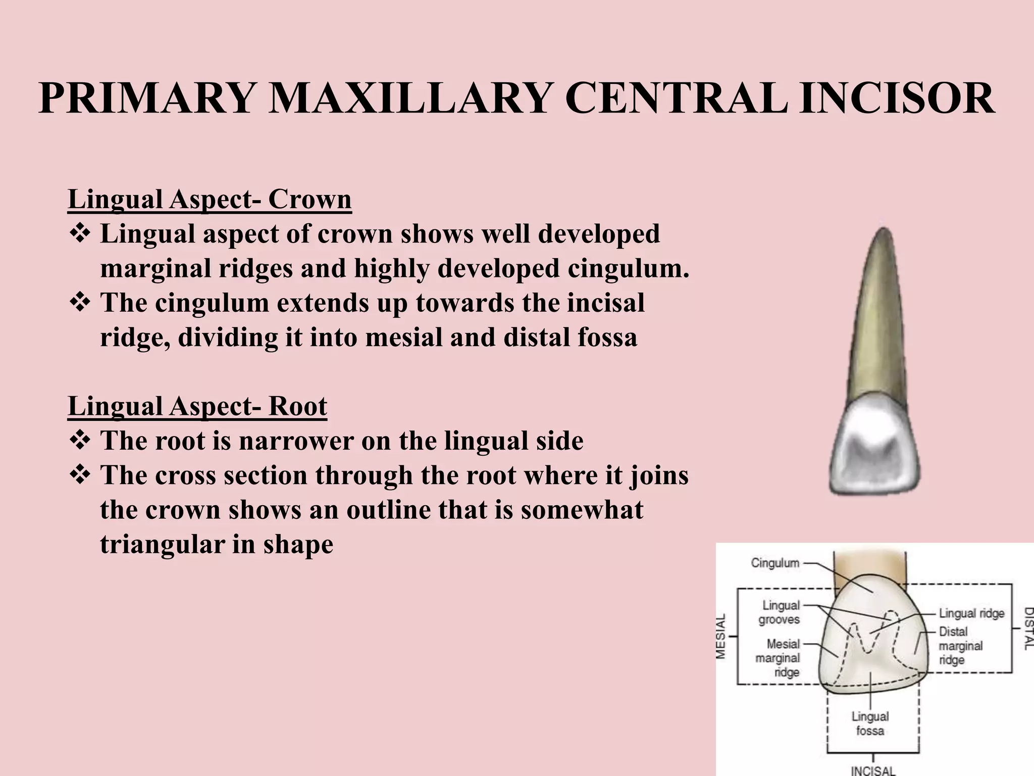 Permanent teeth Anatomy.pptx