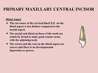 Permanent teeth Anatomy.pptx