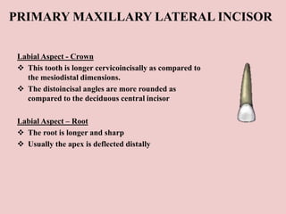 Permanent teeth Anatomy.pptx