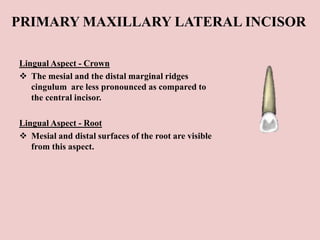 Permanent teeth Anatomy.pptx