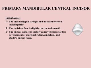 Permanent teeth Anatomy.pptx