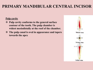 Permanent teeth Anatomy.pptx