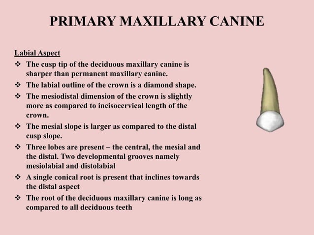 Permanent teeth Anatomy.pptx | Dental Health | Diseases and Conditions
