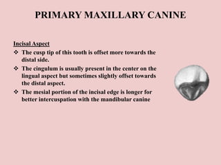 Permanent teeth Anatomy.pptx