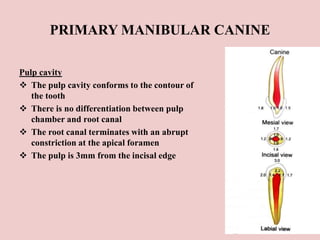 Permanent teeth Anatomy.pptx