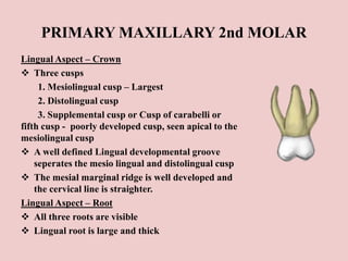 Permanent teeth Anatomy.pptx