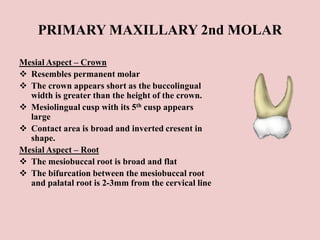 Permanent teeth Anatomy.pptx