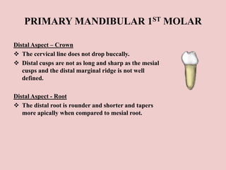 Permanent teeth Anatomy.pptx