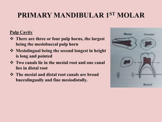 Permanent teeth Anatomy.pptx