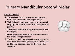 Permanent teeth Anatomy.pptx