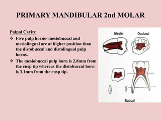 Permanent teeth Anatomy.pptx