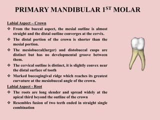 Permanent teeth Anatomy.pptx