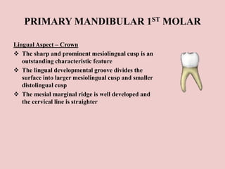 Permanent teeth Anatomy.pptx