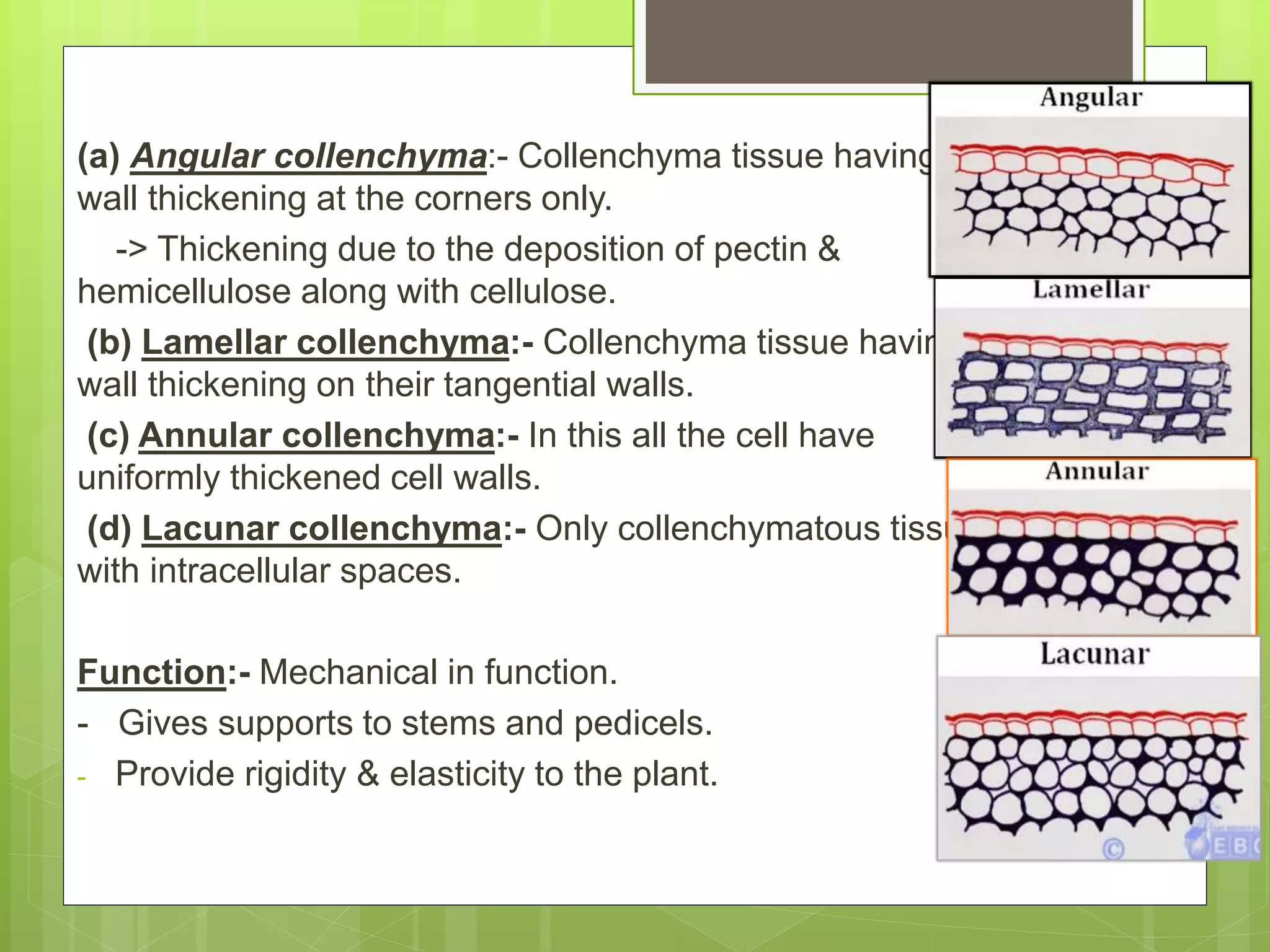 PERMANENT TISSUE.pptx