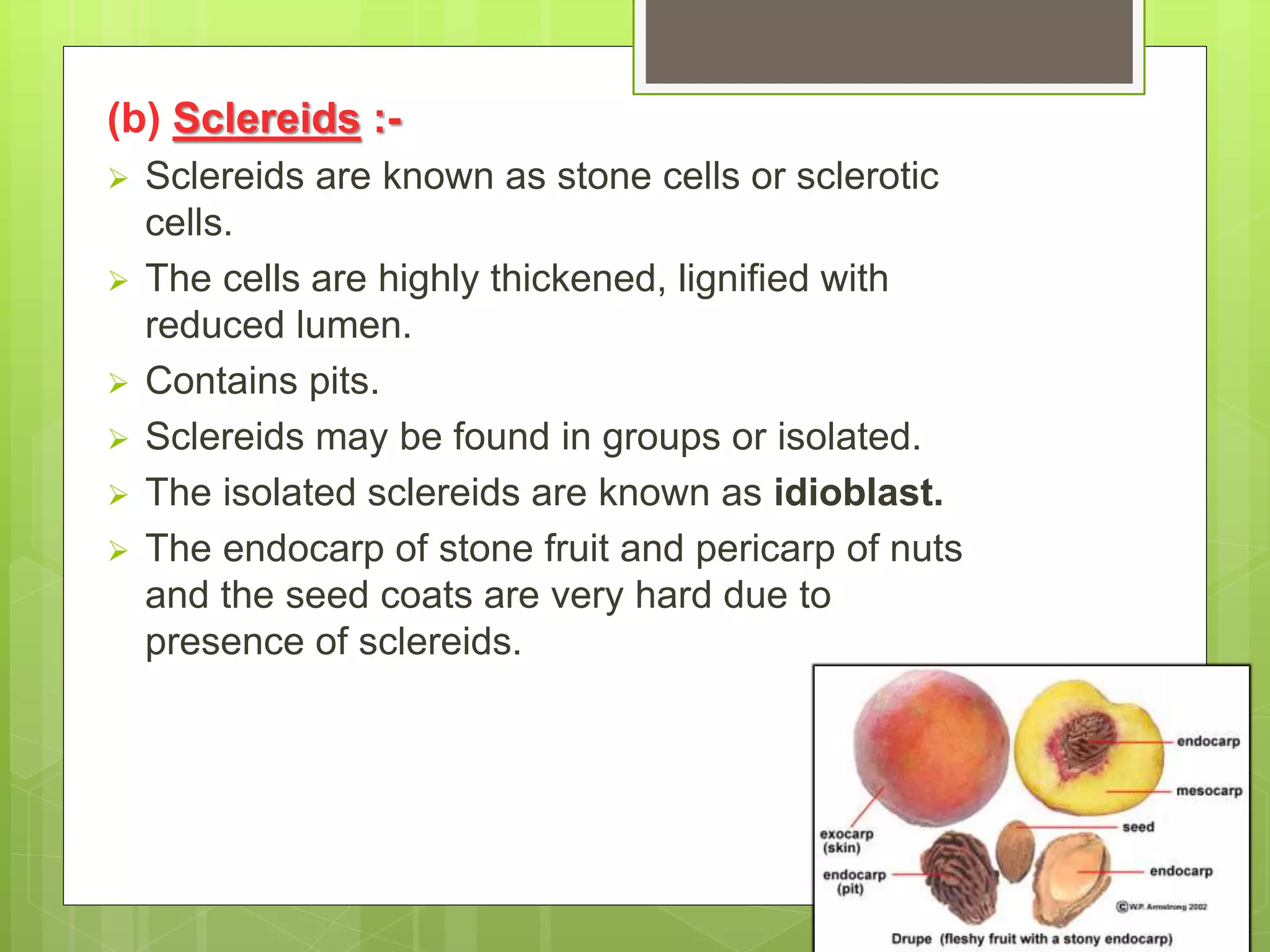 PERMANENT TISSUE.pptx