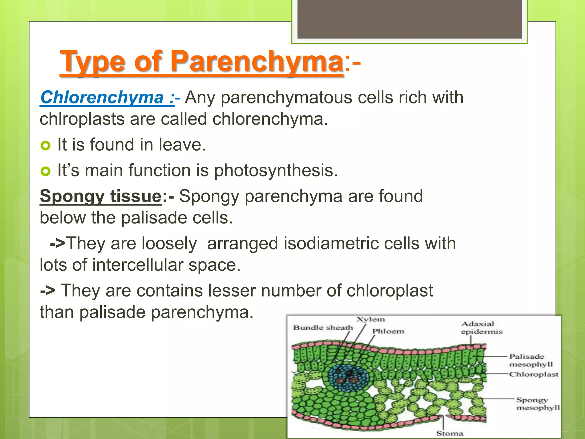 PERMANENT TISSUE.pptx
