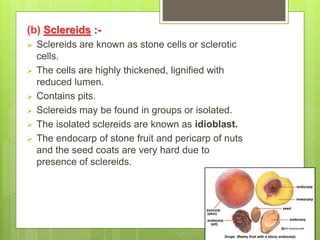 PERMANENT TISSUE.pptx