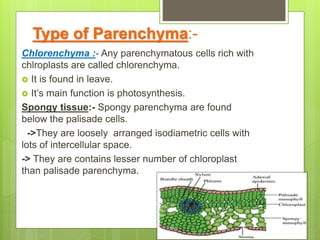 PERMANENT TISSUE.pptx