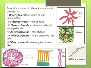 Filiform Sclereids