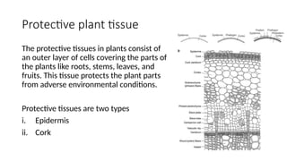 Study of Permanent Tissue in Human Species | PPT