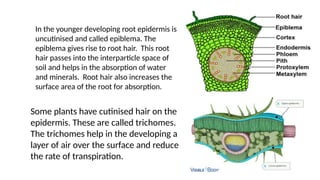 Study of Permanent Tissue in Human Species | PPT