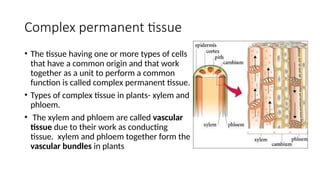 Study of Permanent Tissue in Human Species | PPT