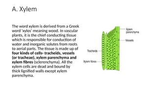 Study of Permanent Tissue in Human Species | PPTX