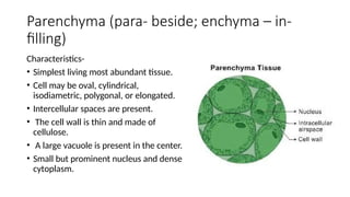 Study of Permanent Tissue in Human Species | PPT