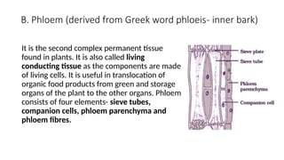 Study of Permanent Tissue in Human Species | PPT