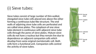 Study of Permanent Tissue in Human Species | PPTX