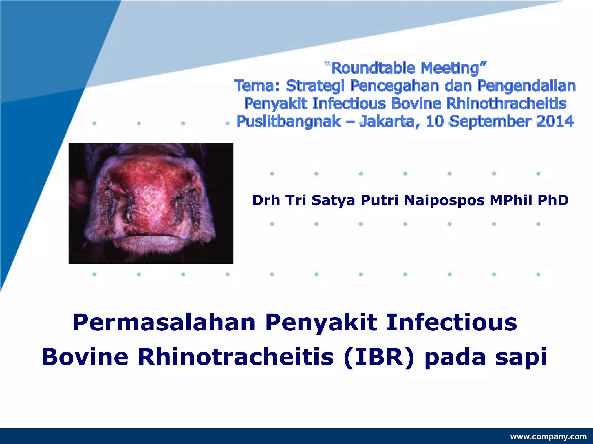 Permasalahan Penyakit Infectious Bovine Rhinotracheitis (IBR) Pada Sapi ...