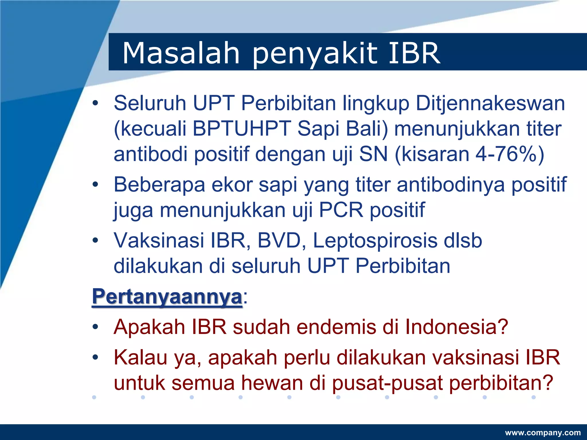 Permasalahan Penyakit Infectious Bovine Rhinotracheitis (IBR) Pada Sapi ...