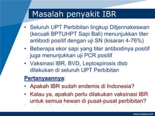 Permasalahan Penyakit Infectious Bovine Rhinotracheitis (IBR) Pada Sapi ...