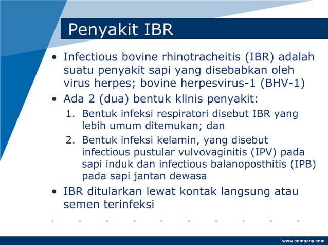 Permasalahan Penyakit Infectious Bovine Rhinotracheitis (IBR) Pada Sapi ...