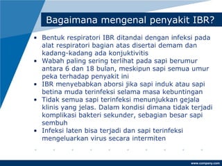 Permasalahan Penyakit Infectious Bovine Rhinotracheitis (IBR) Pada Sapi ...