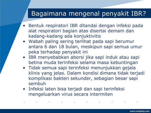 Permasalahan Penyakit Infectious Bovine Rhinotracheitis (IBR) Pada Sapi ...