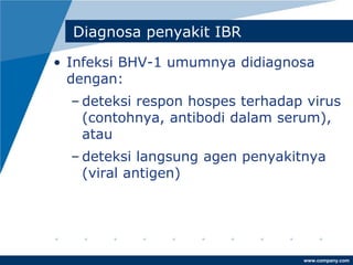 Permasalahan Penyakit Infectious Bovine Rhinotracheitis (IBR) Pada Sapi ...