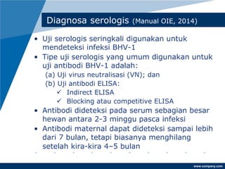 Permasalahan Penyakit Infectious Bovine Rhinotracheitis (IBR) Pada Sapi ...