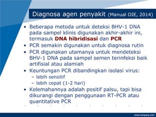 Permasalahan Penyakit Infectious Bovine Rhinotracheitis (IBR) Pada Sapi ...