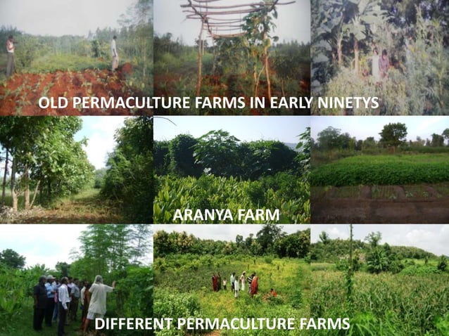 Perma theory & live examples | PPT