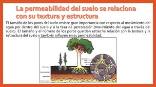 Permeabilidad. | PPTX
