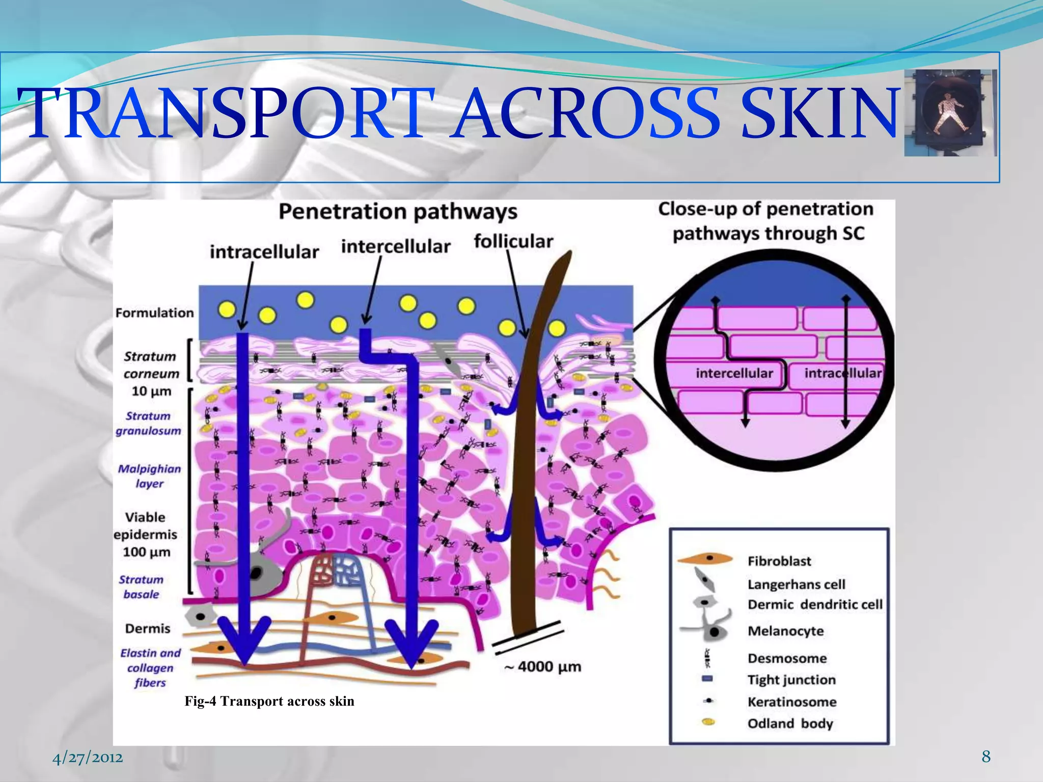 Permeation enhancement through skin | PPTX