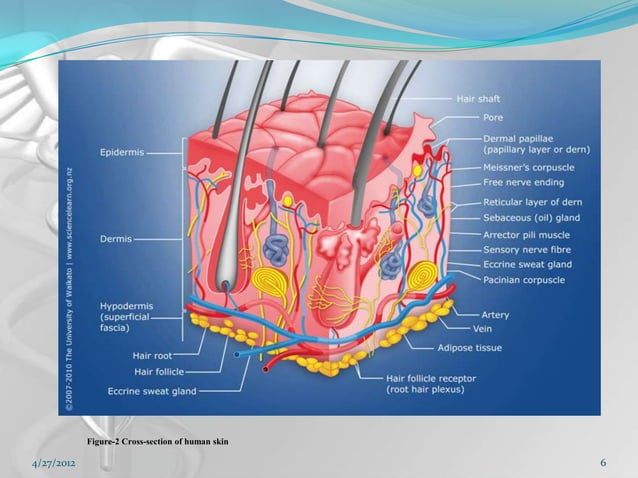 Permeation enhancement through skin | PPTX | Skin Care | Beauty