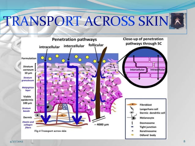 Permeation enhancement through skin | PPTX | Skin Care | Beauty