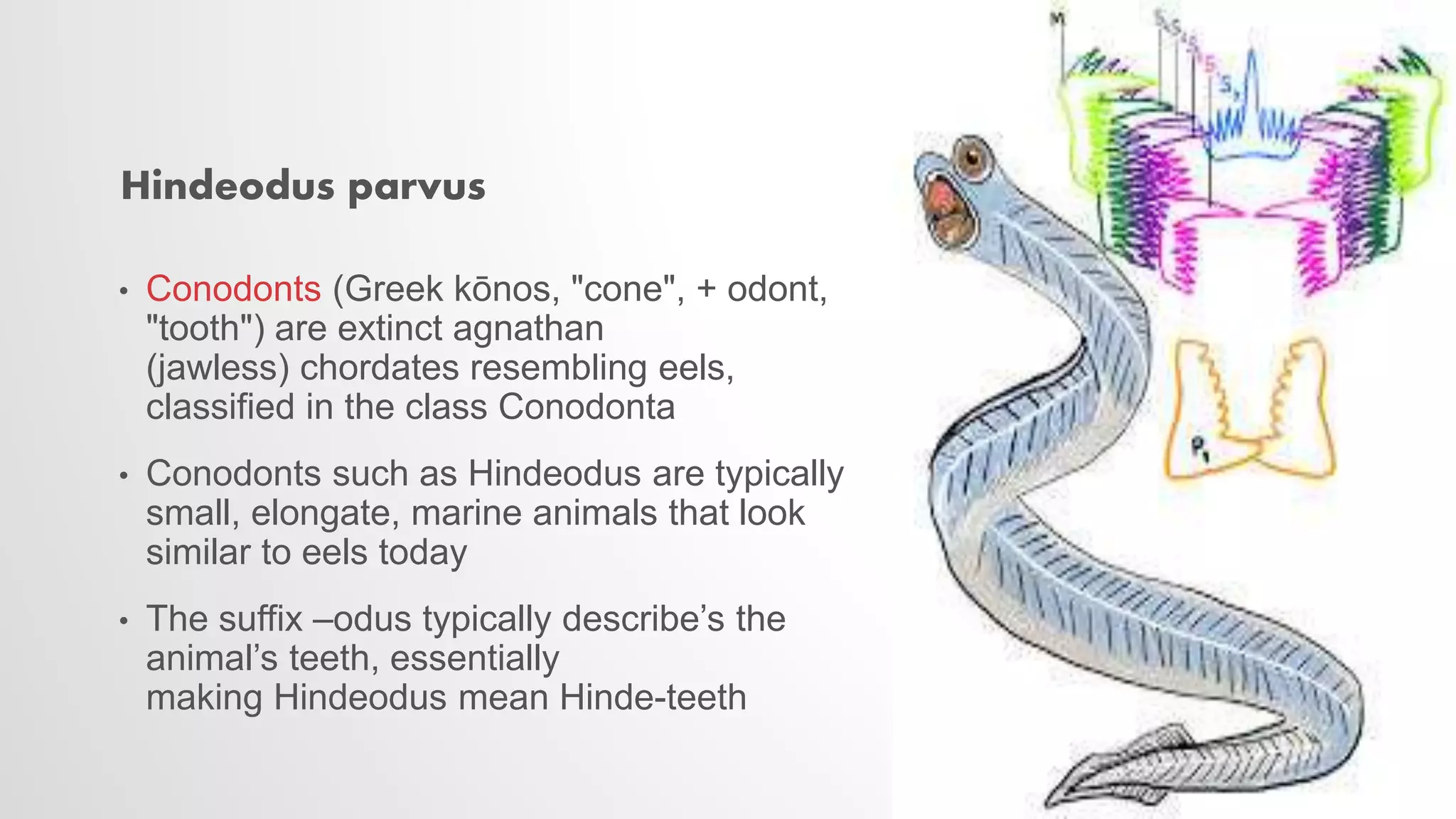 Permian triassic boundary by priyansh dwivedi | PPTX