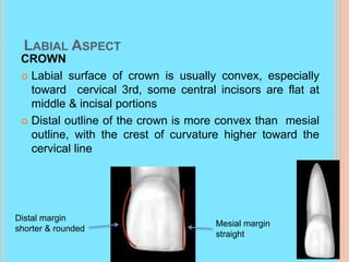 Perm max central incisor(18.12.15) | PPTX | Dental Health | Diseases ...