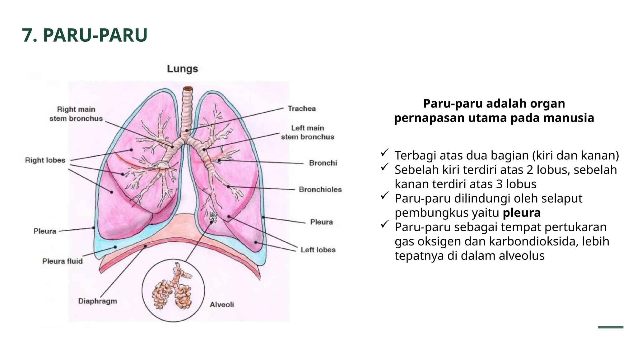 SISTEM PERNAFASAN KELAS 11 SMA KURIKULUM MERDEKA.pptx